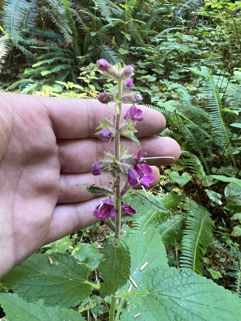 Cooley's Hedge-nettle from Carmanah Walbran Provincial Park, Cowichan ...