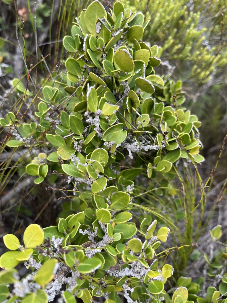 Cape Koko Tree from Overberg, Western Cape, South Africa on July 27 ...