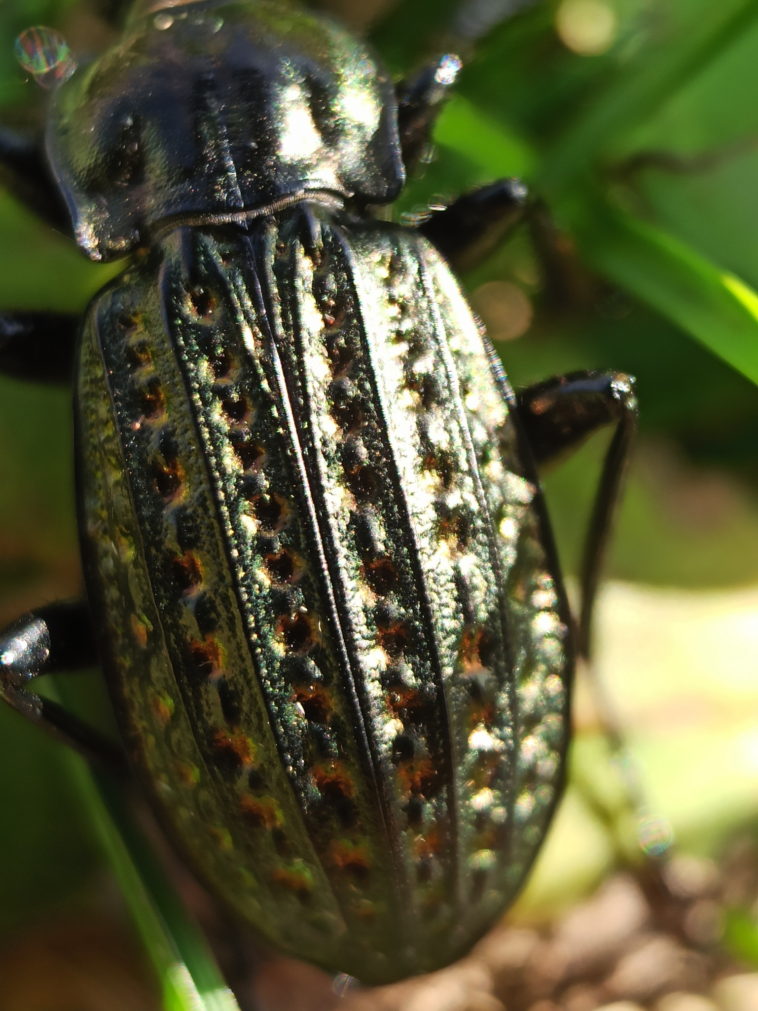 Carabus clatratus Linnaeus, 1760