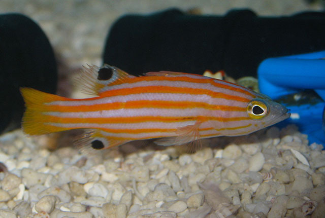Swales' basslet (Liopropoma swalesi) - Marine Life Identification