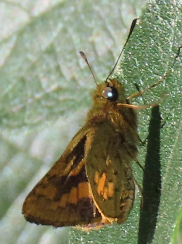 Vinius letis (Panamã Guaçu I) · iNaturalist