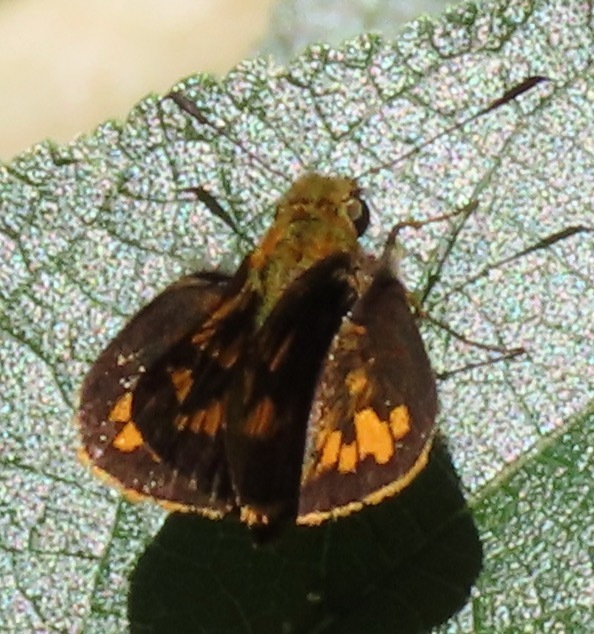 Vinius letis (Panamã Guaçu I) · iNaturalist