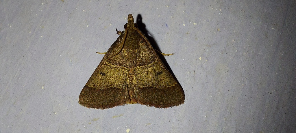 Butterflies and Moths from Digboi, Assam 786171, India on July 31, 2022 ...