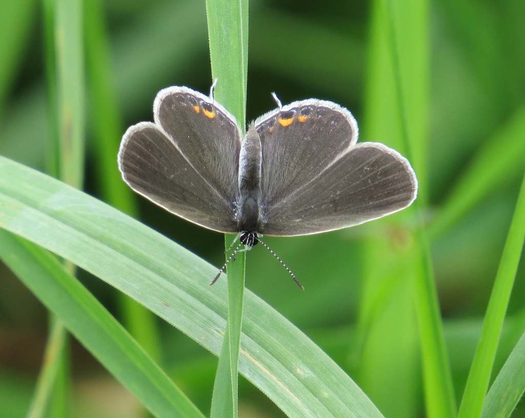 Eastern Tailed-Blue from Macoun Marsh, Ottawa on July 07, 2013 by Mike ...