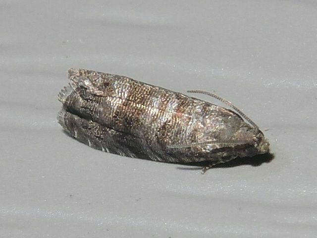 Cherry Fruitworm Moth in July 2022 by privatenoaccess · iNaturalist