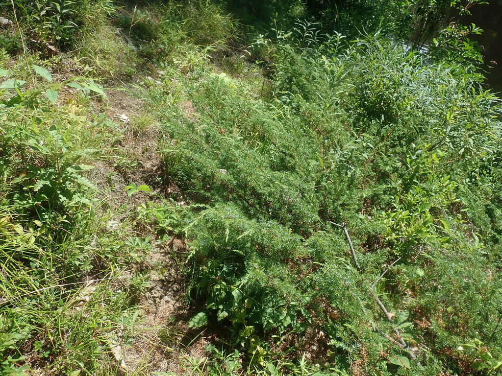 common juniper from Athol, MA, USA on August 1, 2022 at 01:33 PM by ...
