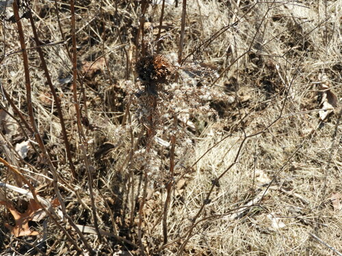 Observations by raymie · iNaturalist