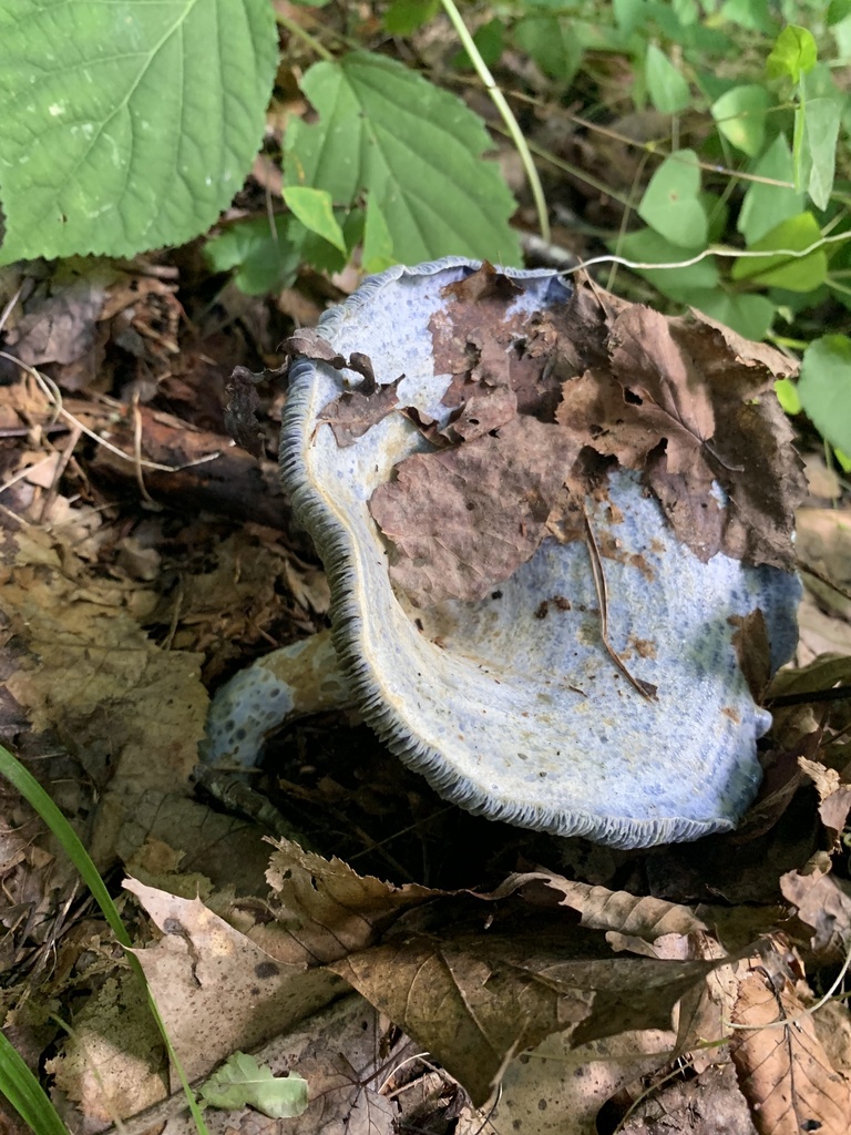 indigo milk cap from Blountville, TN, US on July 28, 2022 at 04:01 PM ...