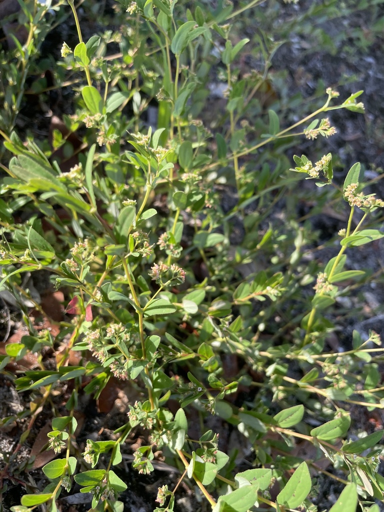 hyssop spurge from W Hillsboro Blvd, Deerfield Beach, FL, US on July 27 ...