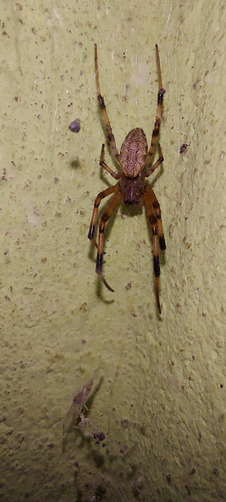Asian Hermit Spider from Borbil Gaon No.2, Assam 786171, India on July ...