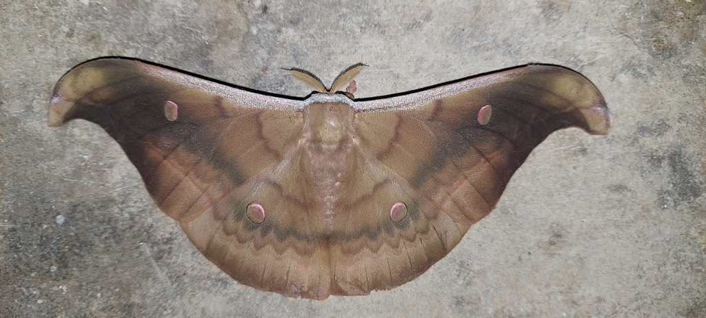 Emperor, Royal, Moon, and Giant Silk Moths from Borbil Gaon No.2, Assam ...