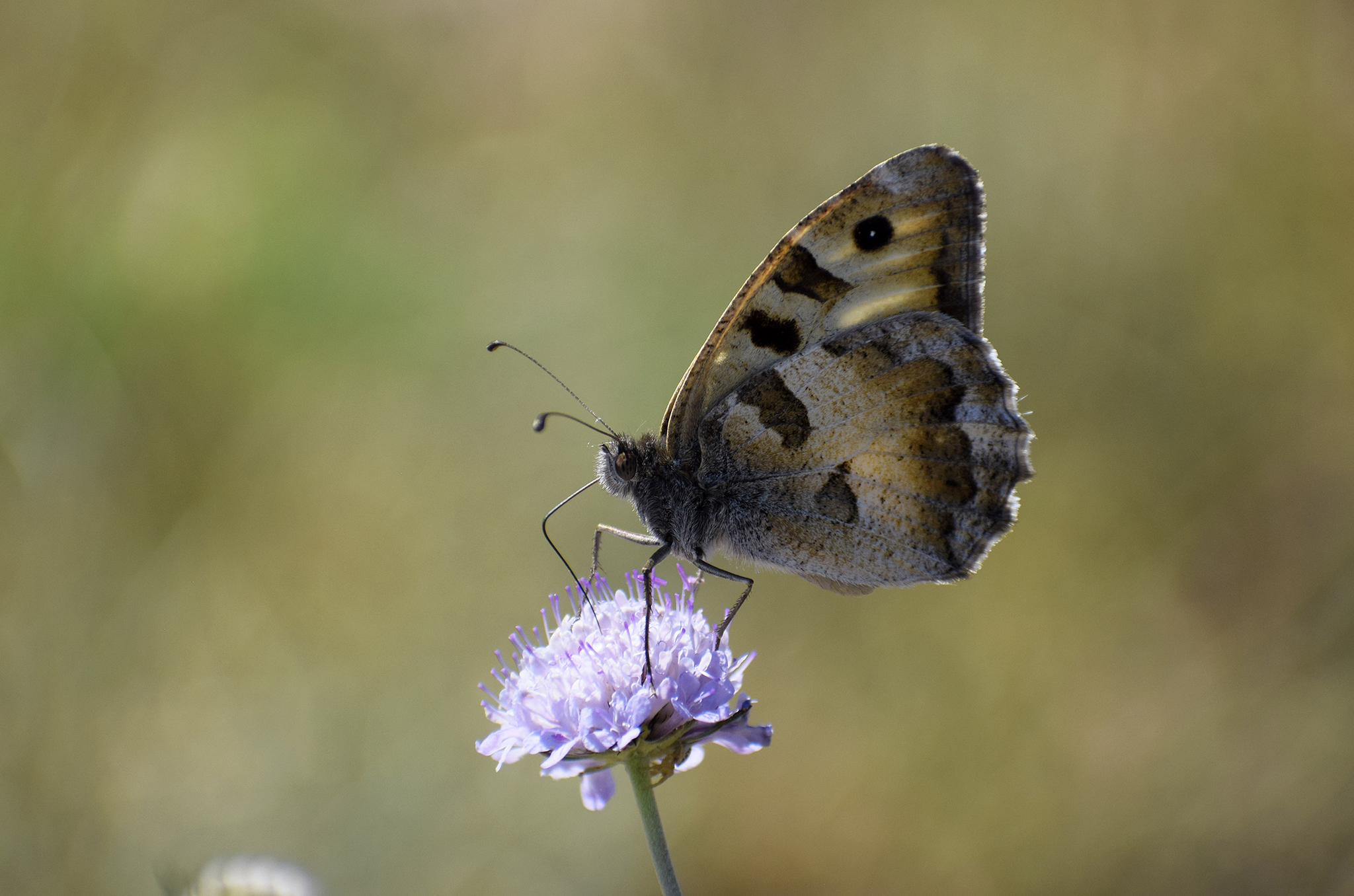 Satyrus briseis (Linnaeus, 1764)