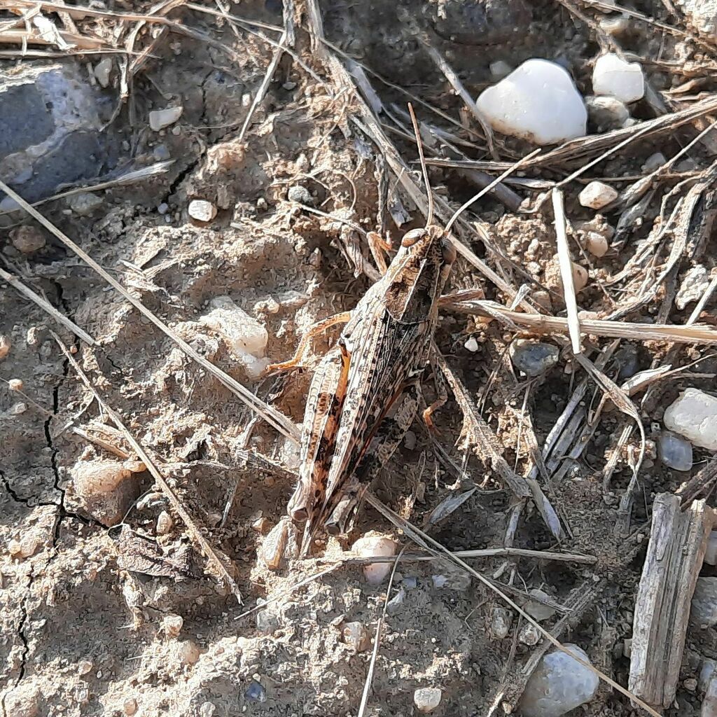 Italian locust from Dămăroaia, Bucharest, Romania on July 08, 2022 at ...