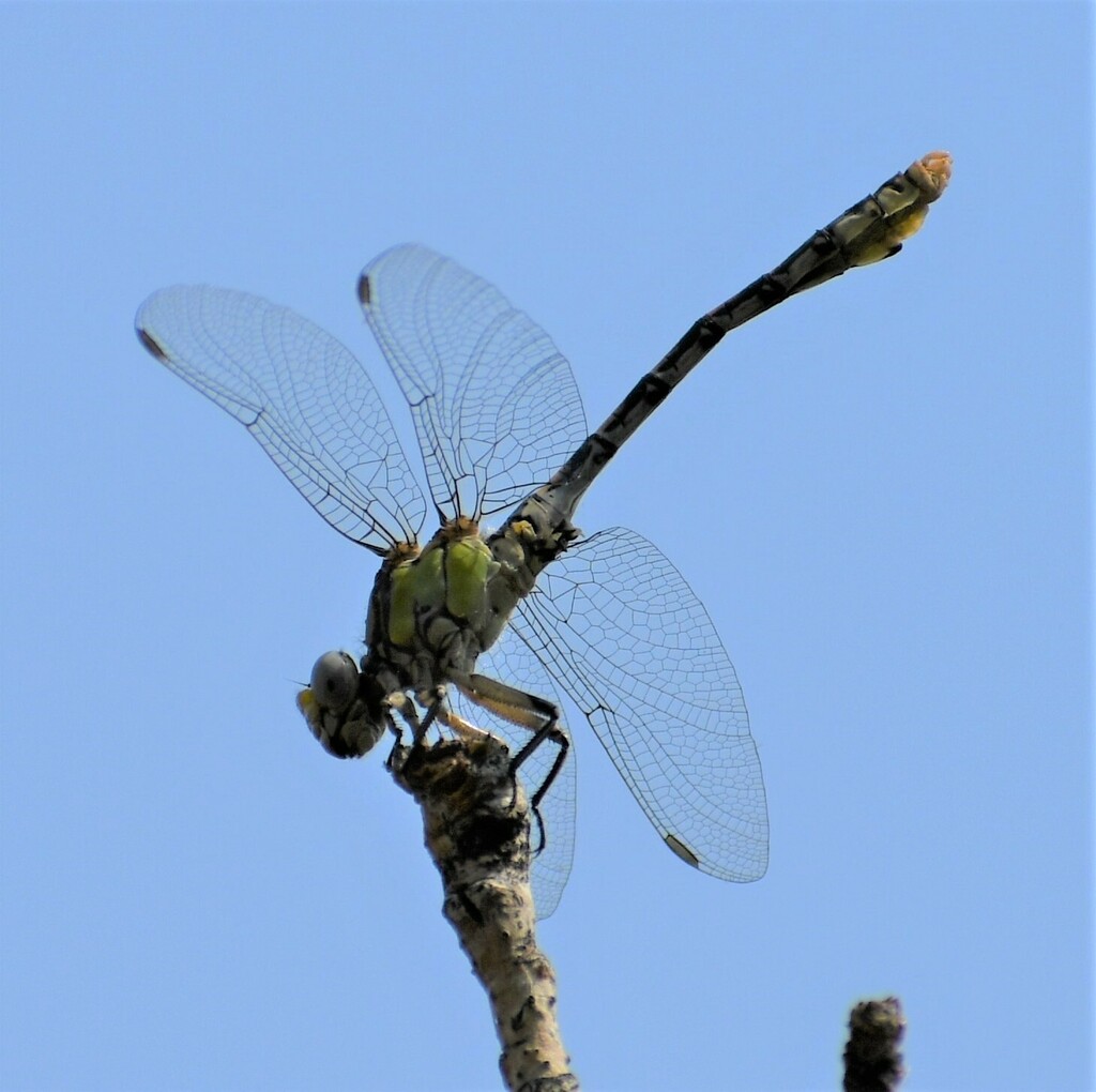 Sinuous Snaketail from Veterans Park, Boise, ID, USA on August 01, 2022 ...