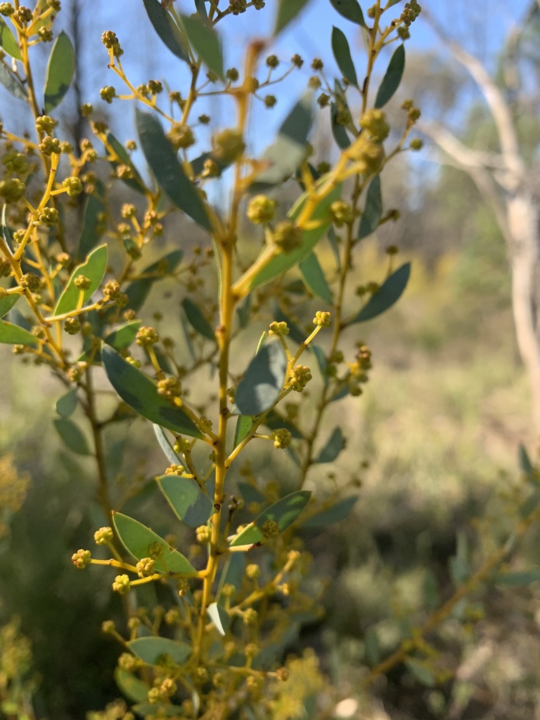 box-leaf wattle from North Minore Rd, Minore, NSW, AU on July 30, 2022 ...
