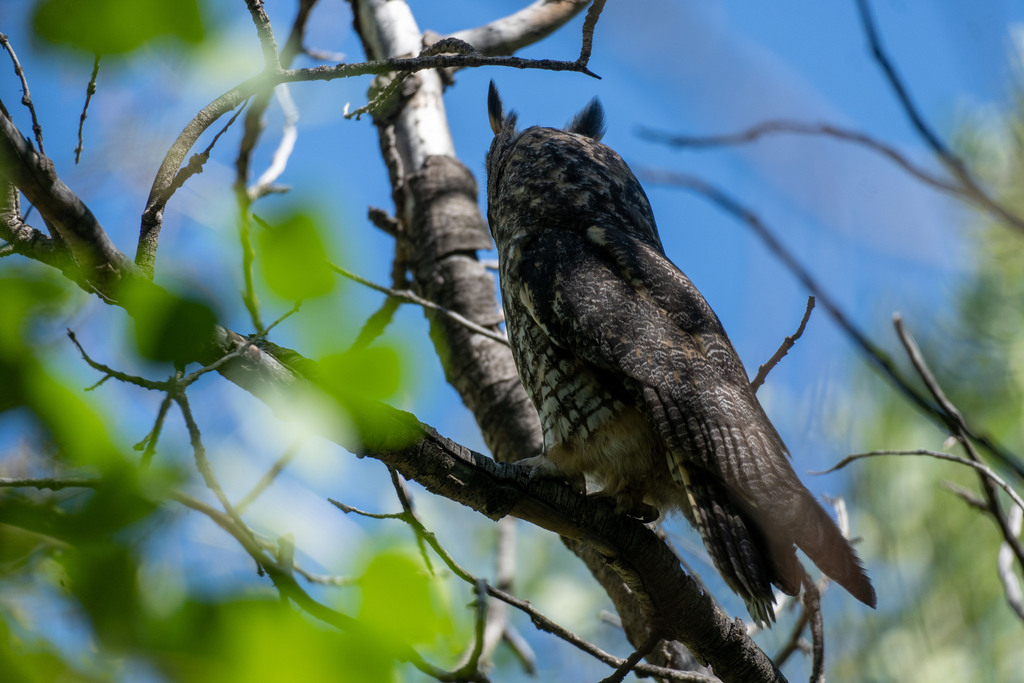 Long-eared Owl from Elko County, NV, USA on July 23, 2022 at 12:01 PM ...