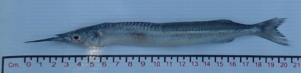 Pacific Silverstripe Halfbeak (Hyporhamphus naos) - Marine Life ...