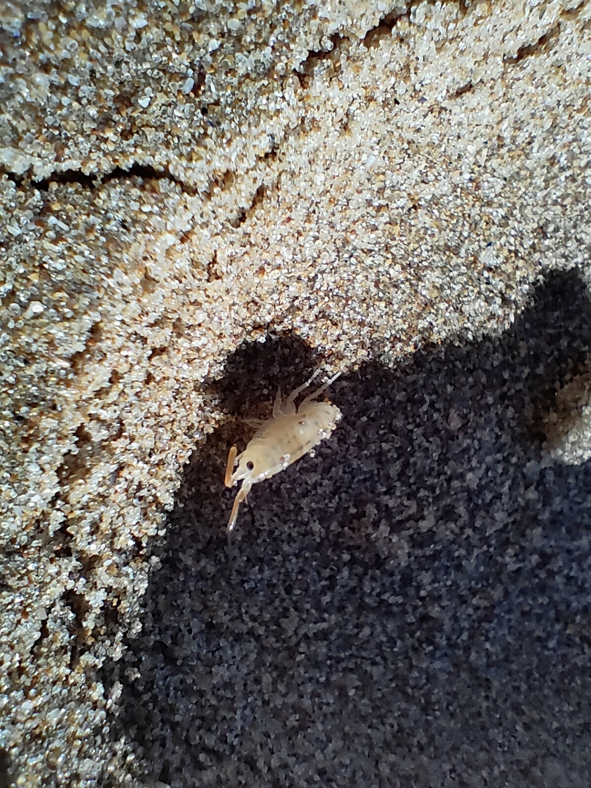 Talitrus saltator (Montagu, 1808)