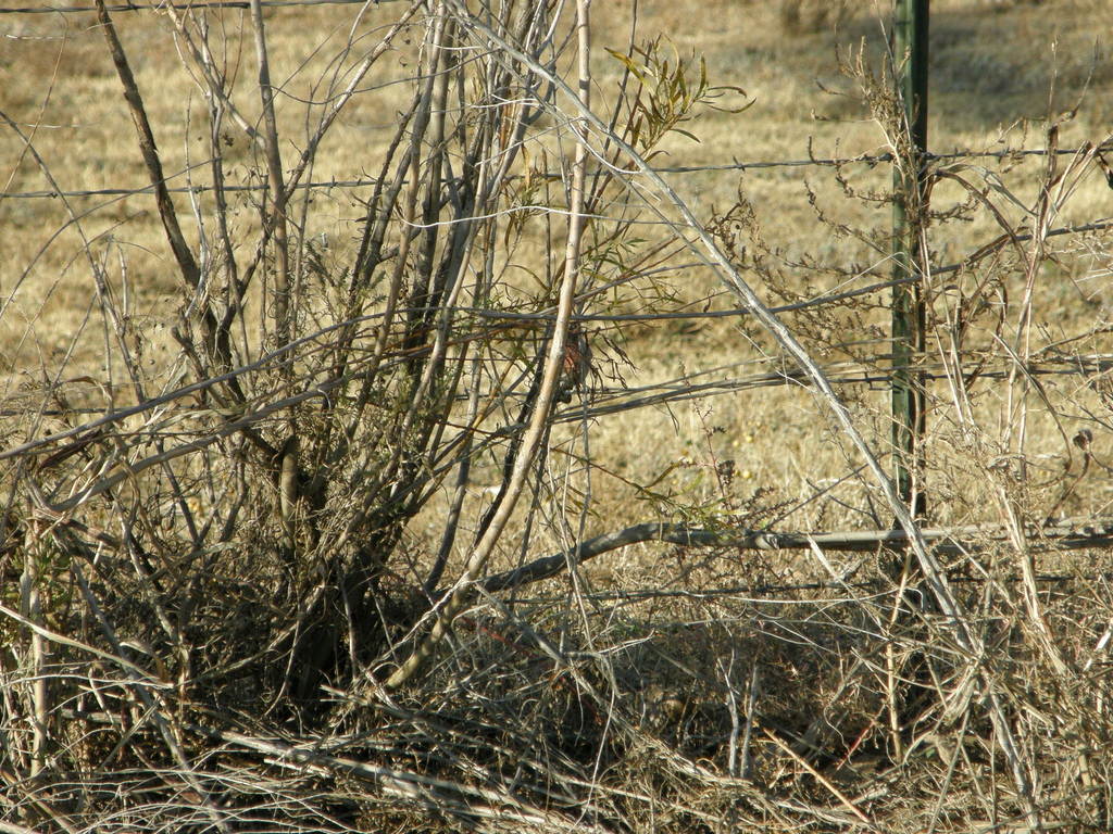 House Finch from Hale County, TX, USA on October 31, 2008 at 05:17 PM ...