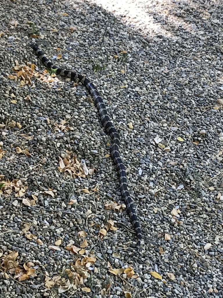 California King Snake from Los Cabos, BCS, MX on July 20, 2022 at 05:43 ...