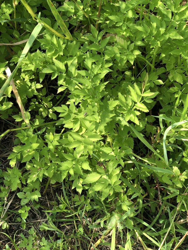 Java water-dropwort from Wirth Lake, Golden Valley, MN, US on August 1 ...