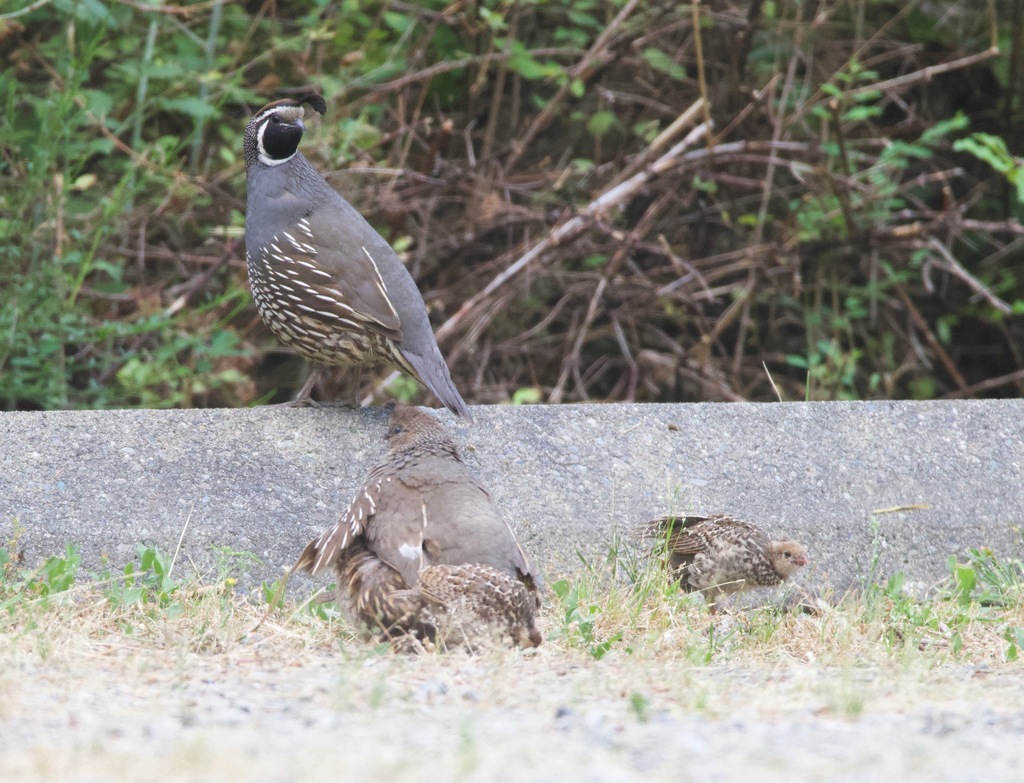 California Quail from Cowichan Valley, BC, Canada on August 01, 2022 at ...