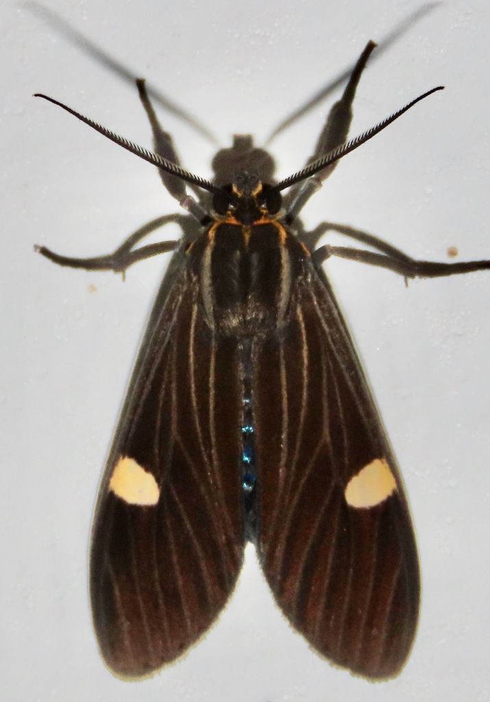 Aclytia heber from Puerto Iguazú, Misiones Province, Argentina on July ...
