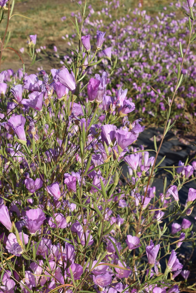 Farewell-To-Spring from FBP Native Plant Nursery, Lane County, OR, USA ...