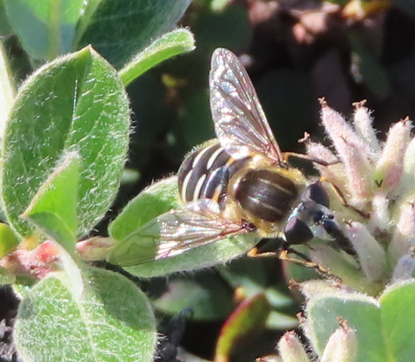 Yellow-margined Marsh Fly from Ilulissat, Greenland on August 01, 2022 ...