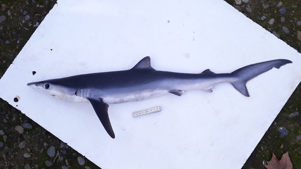 Blue Shark from Chile on June 3, 2022 at 06:25 AM by Ignacio Contreras ...