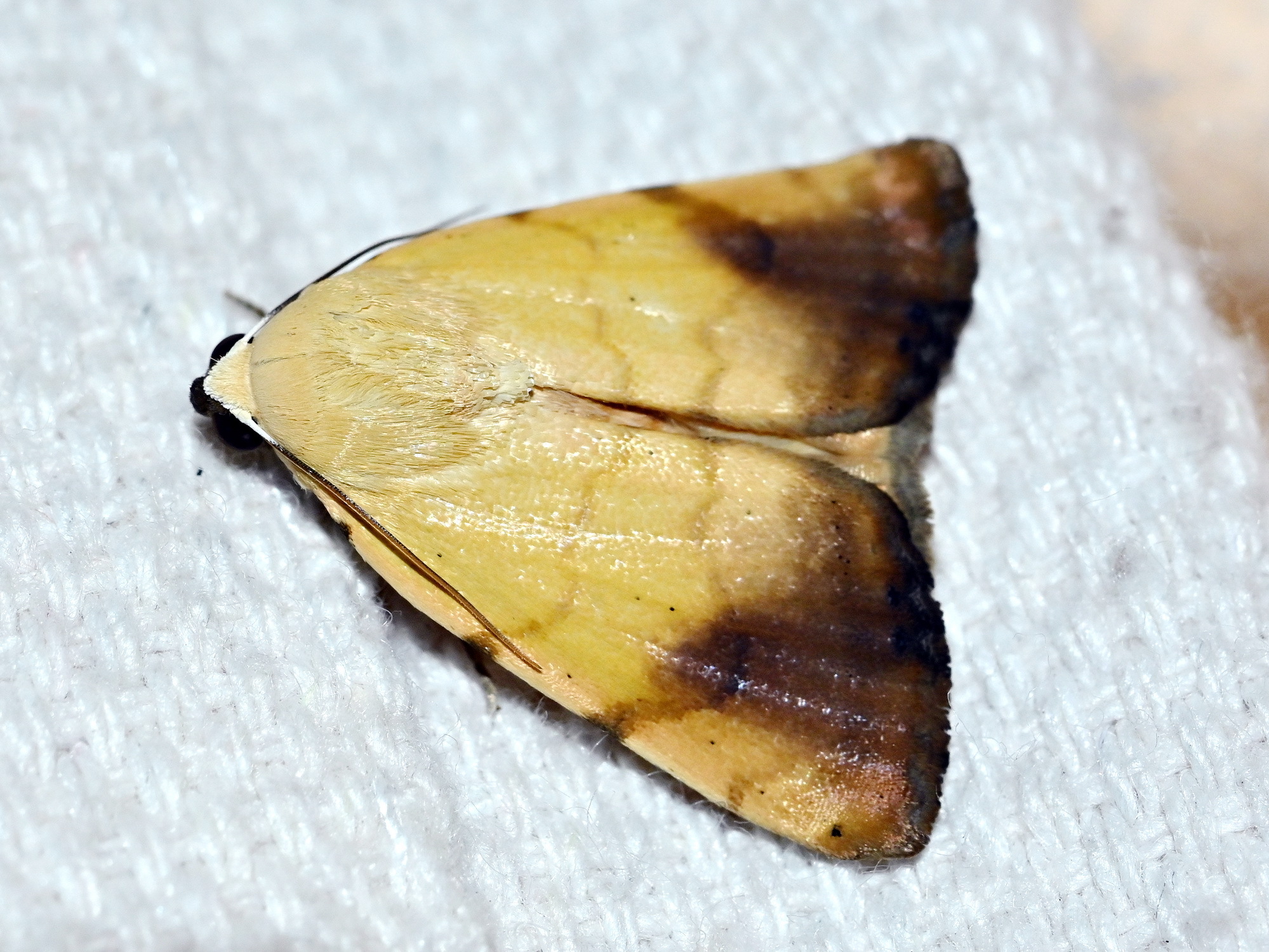Xanthodes albago (Fabricius, 1794)