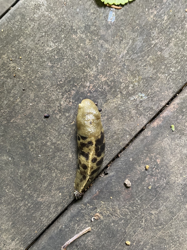 Pacific Banana Slug from Paul Lake Provincial Park, Thompson-Nicola, BC ...