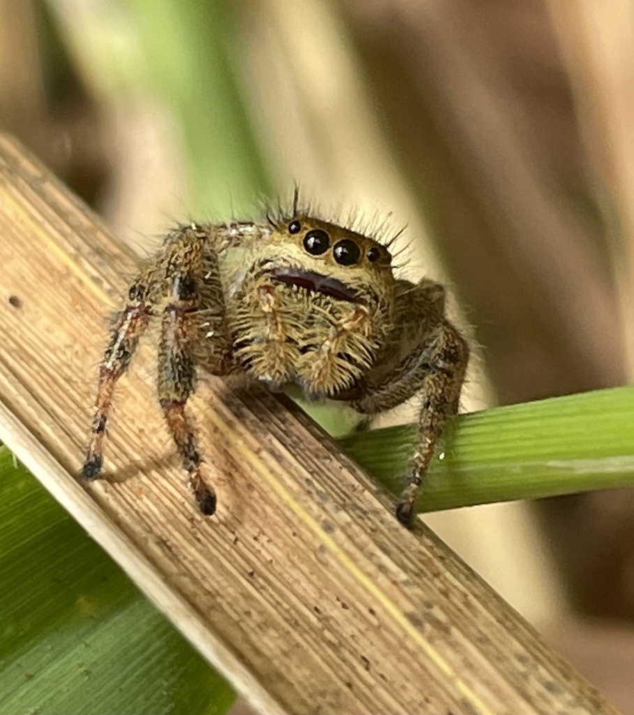 Brilliant Jumping Spider from Fruitdale Rd, Coos Bay, OR, US on August ...