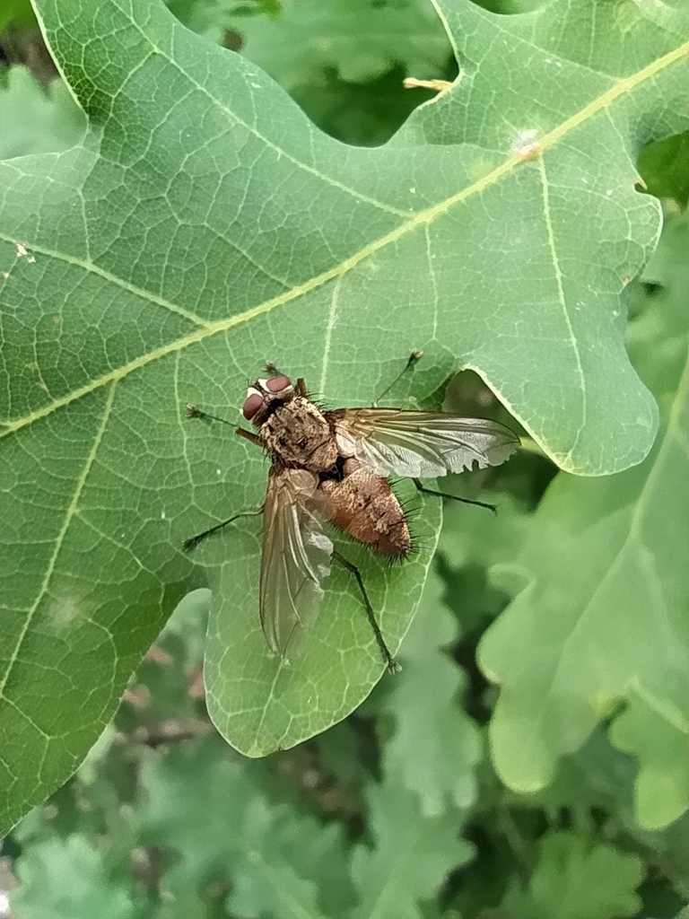 Dexia rustica from Киево-Святошинский район, Киевская область, Украина ...