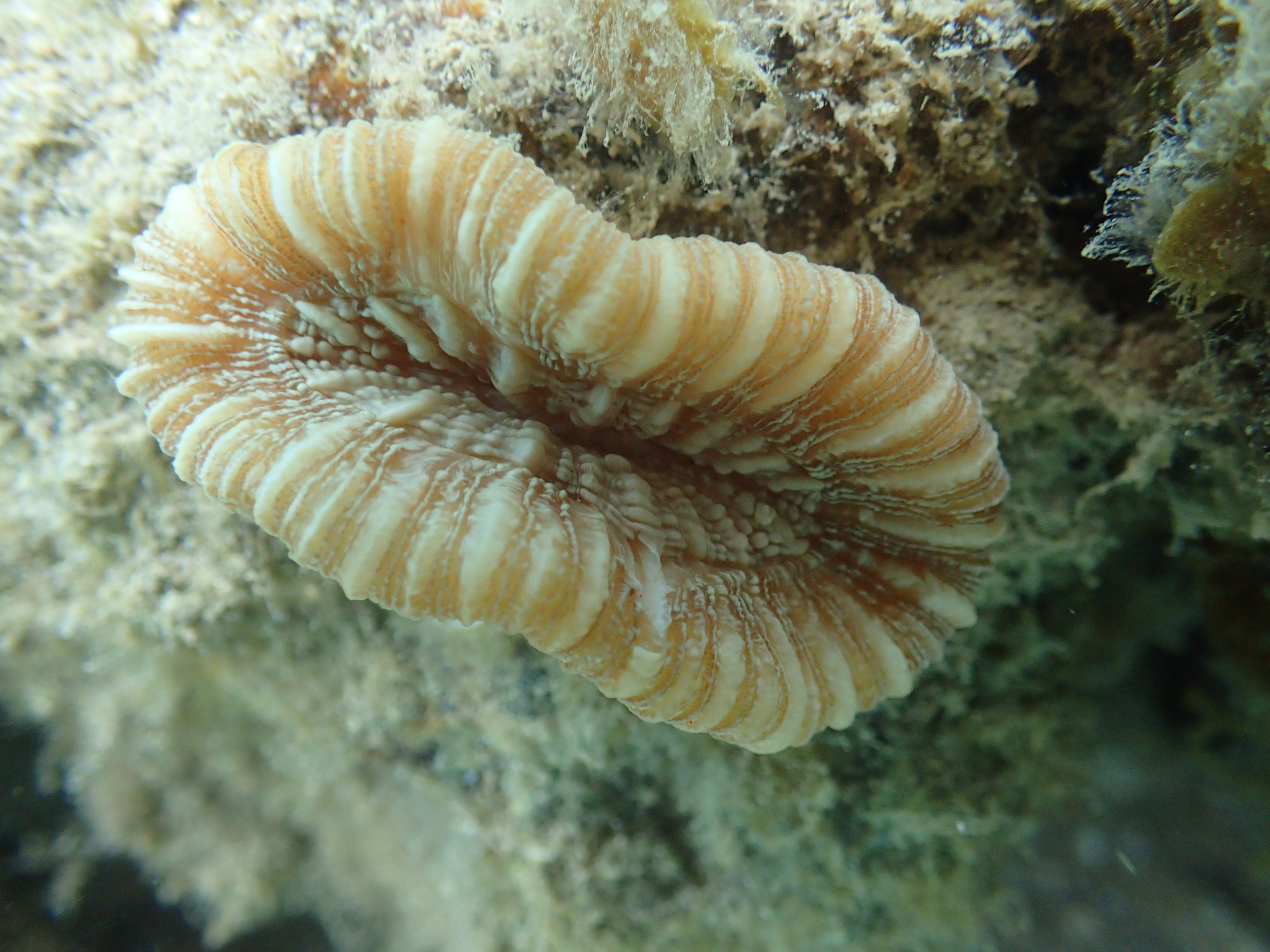 Trachyphyllia Milne Edwards & Haime, 1849