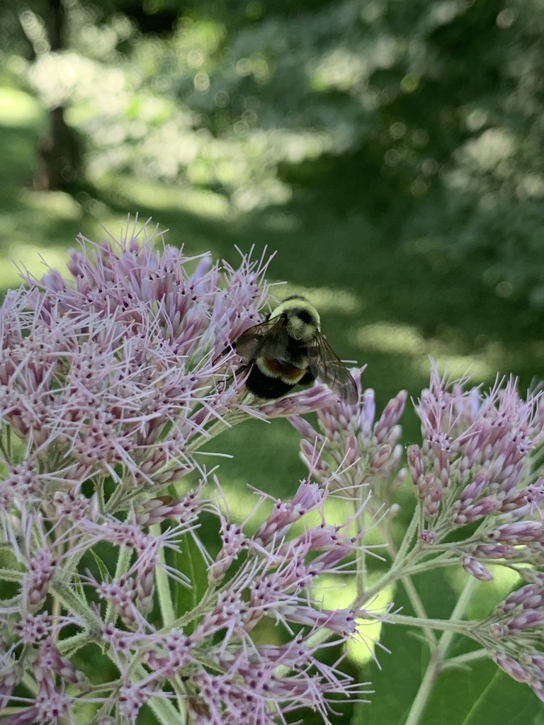 Rusty-patched Bumble Bee in August 2022 by dombalfox. Hoping this is a ...