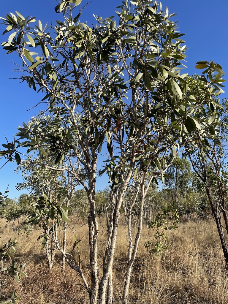 Broad Leaved Tea Tree from Nicholson, QLD, AU on August 2, 2022 at 08: ...