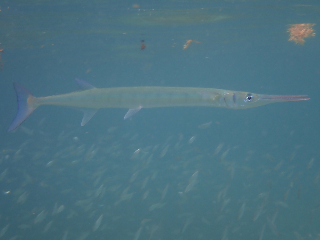 Crocodile Needlefish from Riviera Beach, FL, USA on August 01, 2022 at 12:02 PM by Kent Miller ...