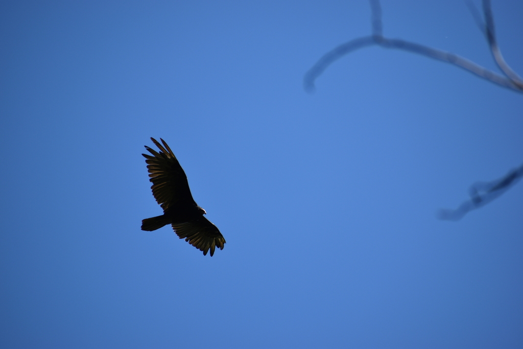 Turkey Vulture from Cariboo, BC, Canada on July 23, 2022 at 10:04 AM by ...