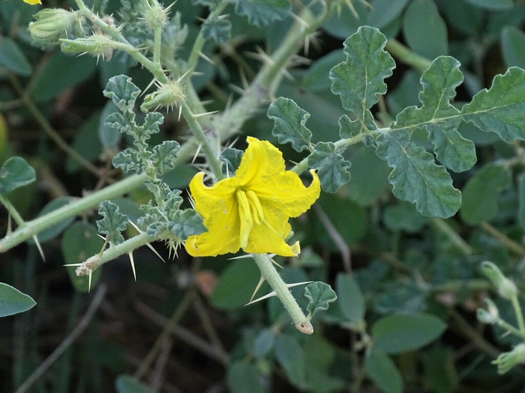 buffalo-bur from Comal County, TX, USA on August 01, 2022 at 09:02 AM ...