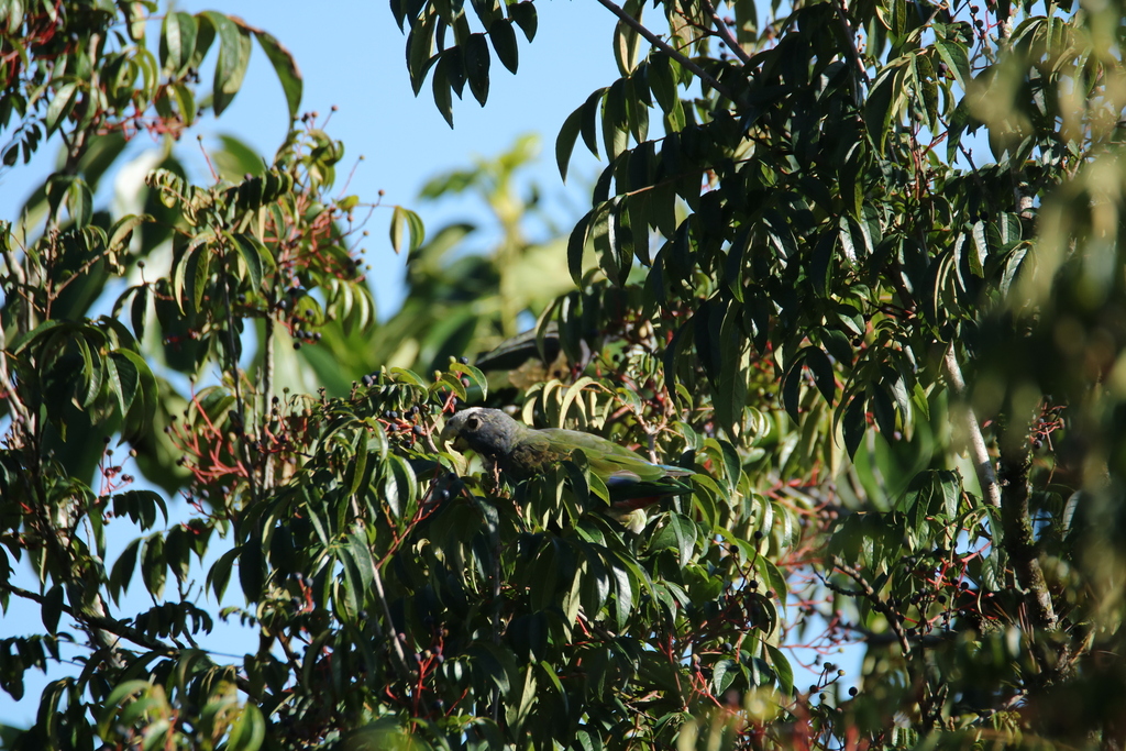 Loro corona blanca en julio 2022 por Gerardo Ulises Tejeda Sartorius ...