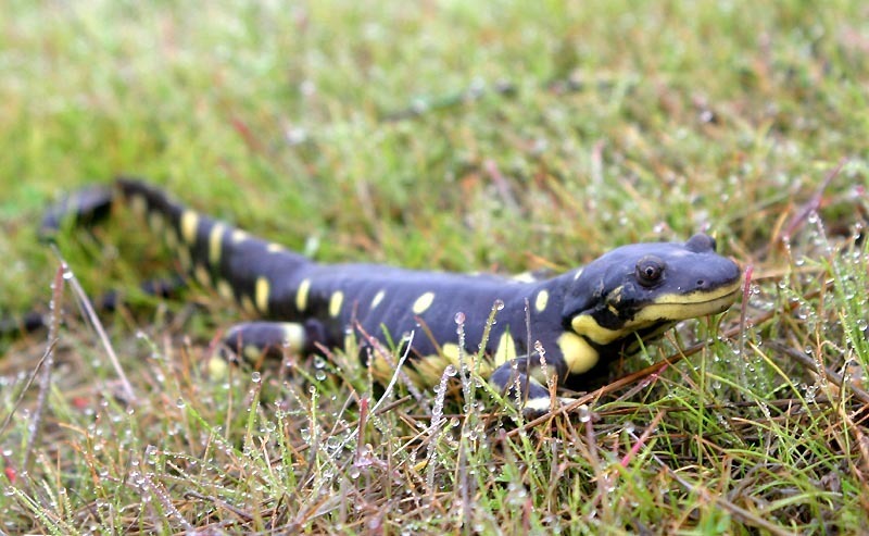 California Tiger Salamander in December 2006 by Don Roberson. adult ...