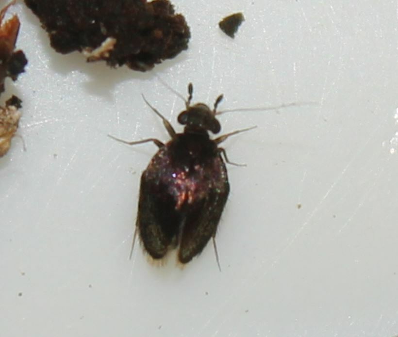 Soa flaviterminata Enderlein, 1906