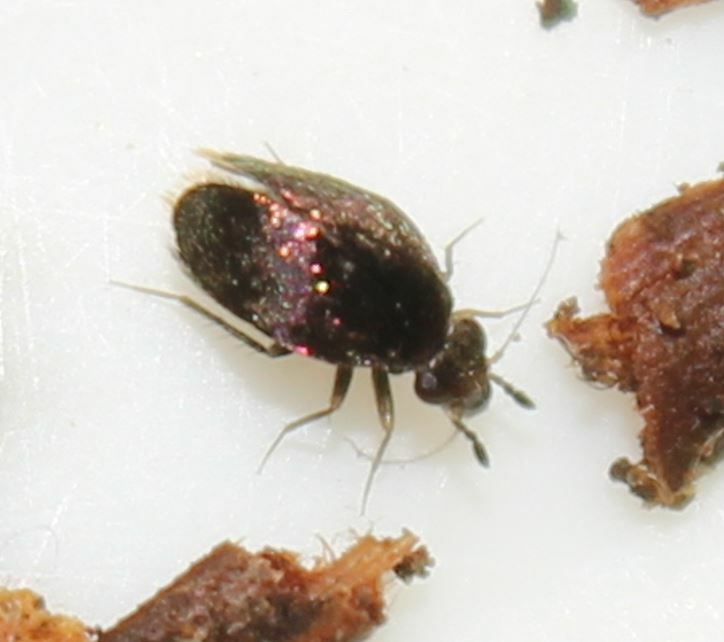 Soa flaviterminata Enderlein, 1906