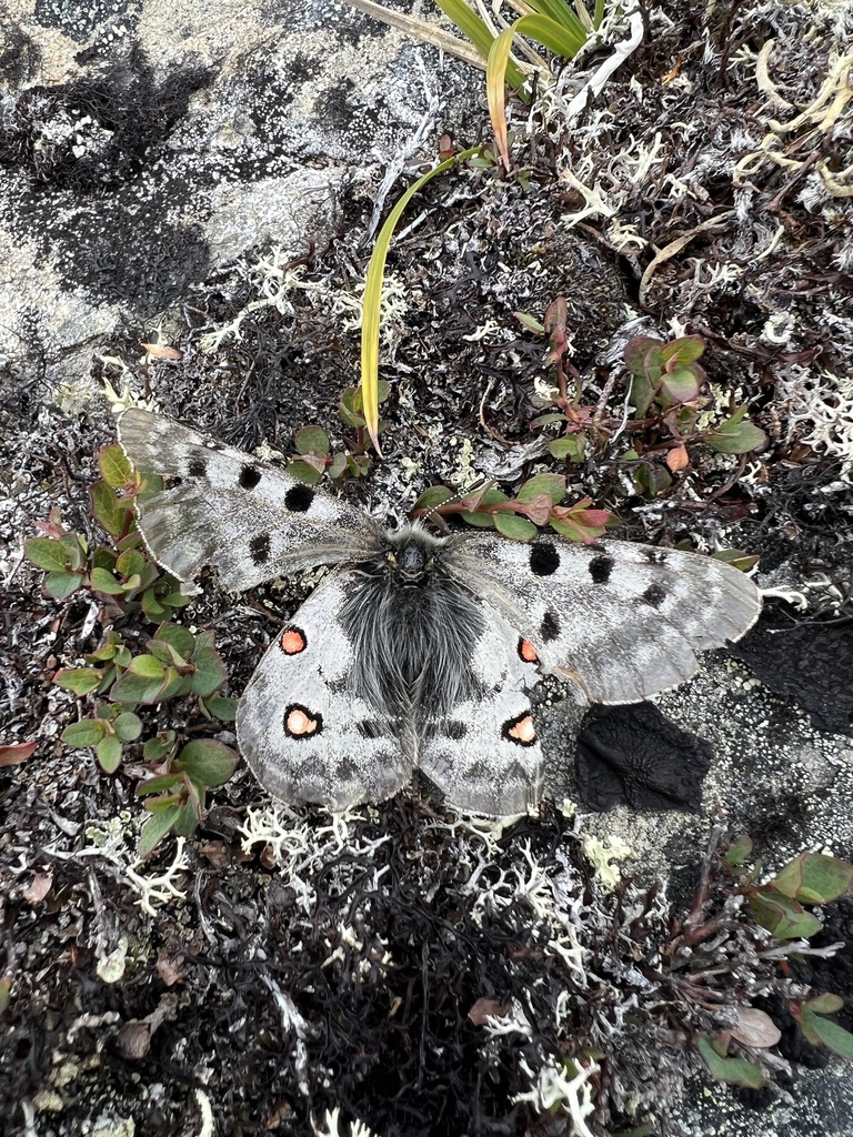 Phoebus Apollo from Seward, AK, US on July 31, 2022 at 02:07 PM by ...