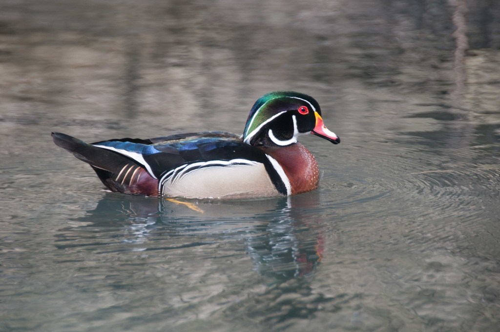 Wood Duck from High Park, Toronto on April 26, 2015 at 04:00 PM by ...