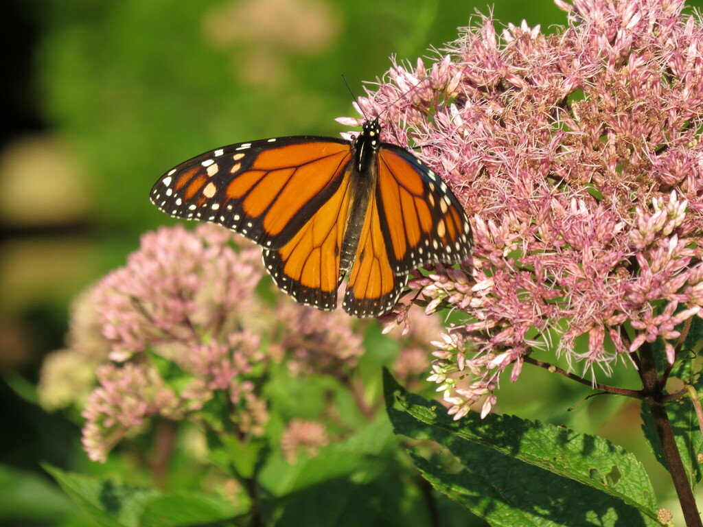monarch-from-campbelltown-pa-17078-usa-on-august-01-2022-at-07-53-pm