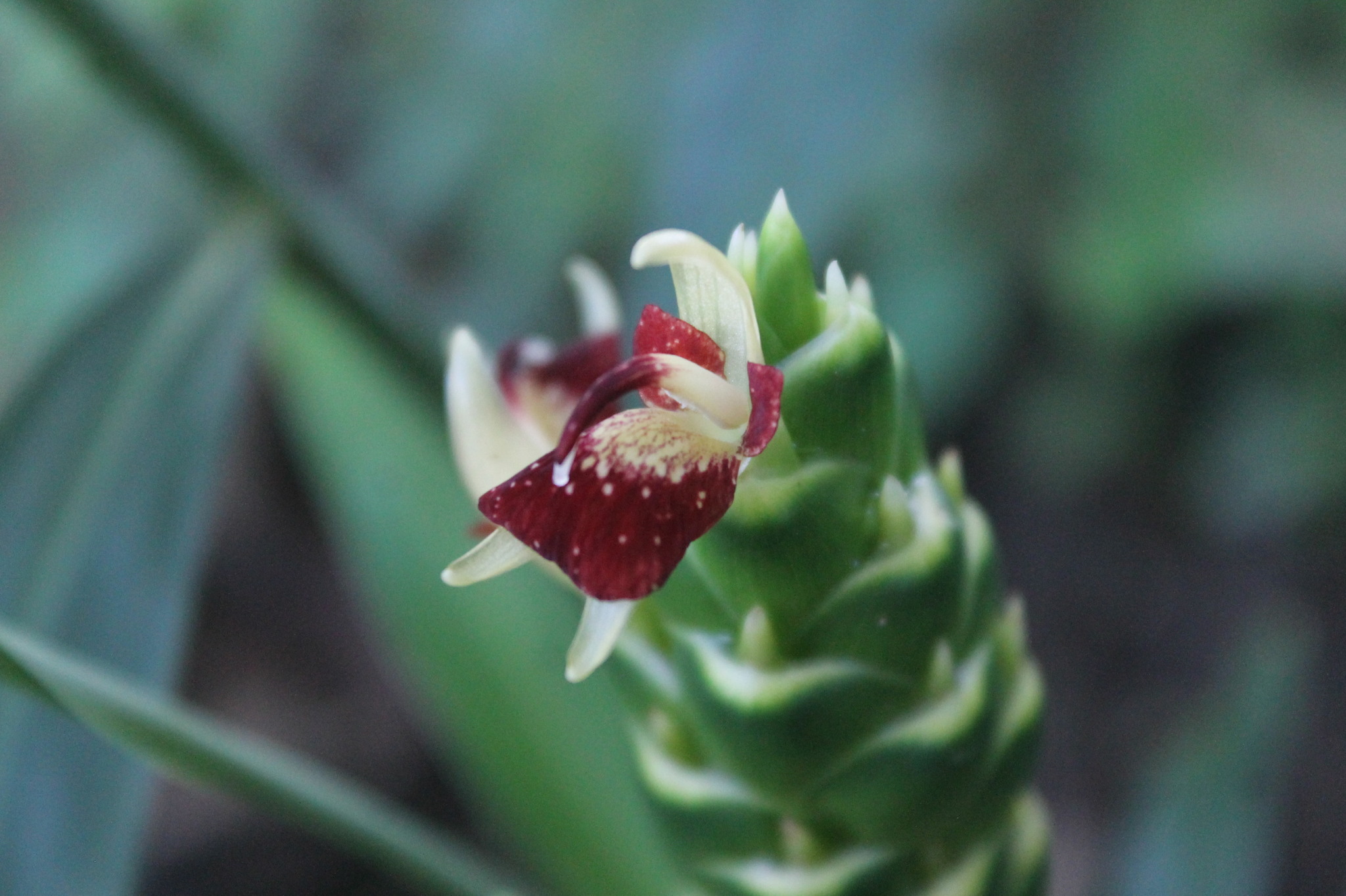 Zingiber officinale Roscoe