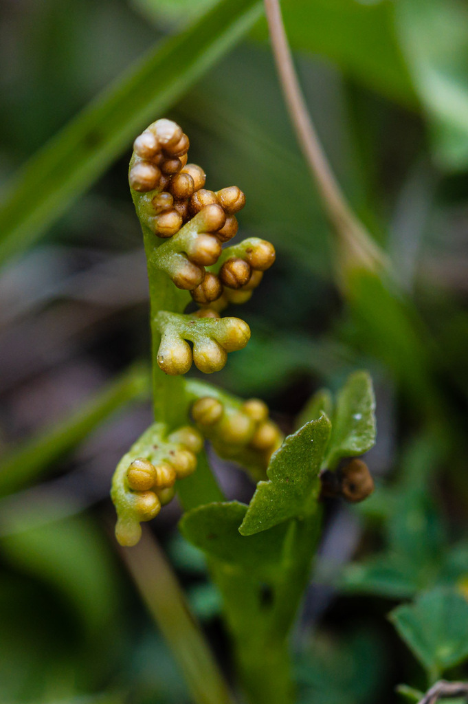 scalloped moonwort in July 2022 by Charlie Russell. Scalloped moonwort ...