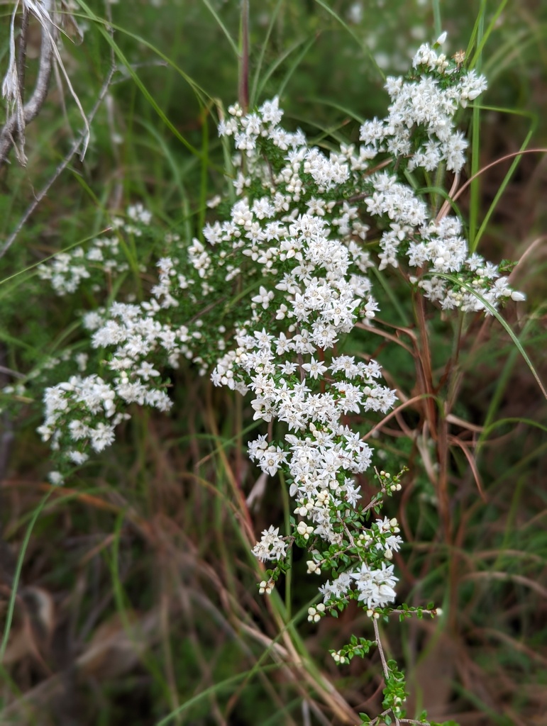 Cryptandra longistaminea in August 2022 by nswanson_ecp · iNaturalist